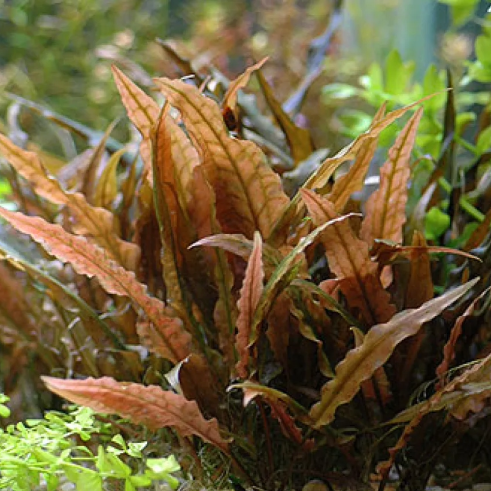 Cryptocoryne wendtii 'Mi Oya'
