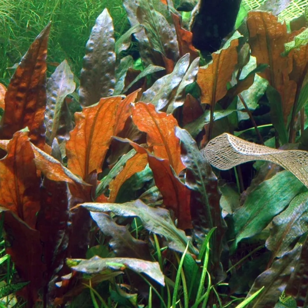 Cryptocoryne wendtii 'Mi Oya'